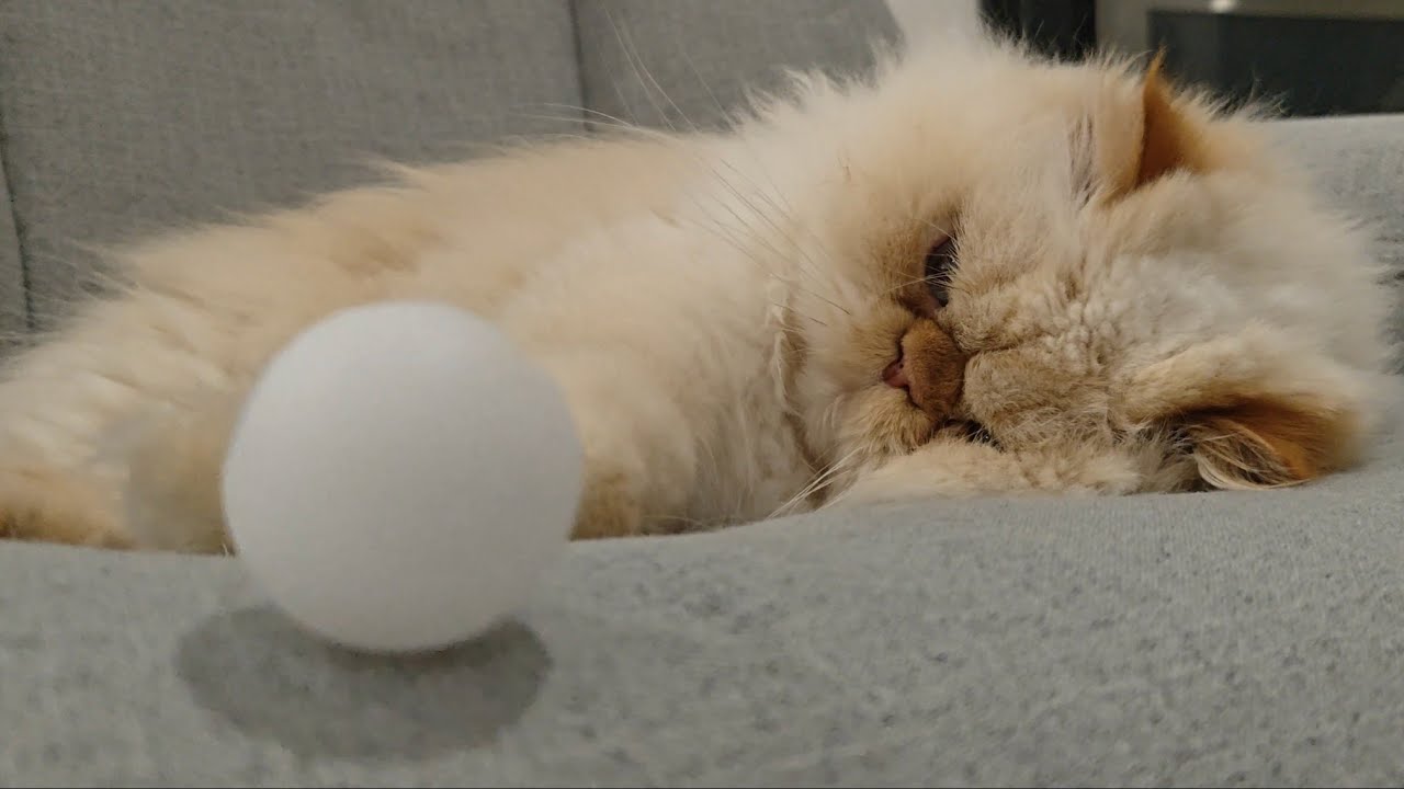 Fat Boy keeps dropping his ping pong ball 🥰 - YouTube
