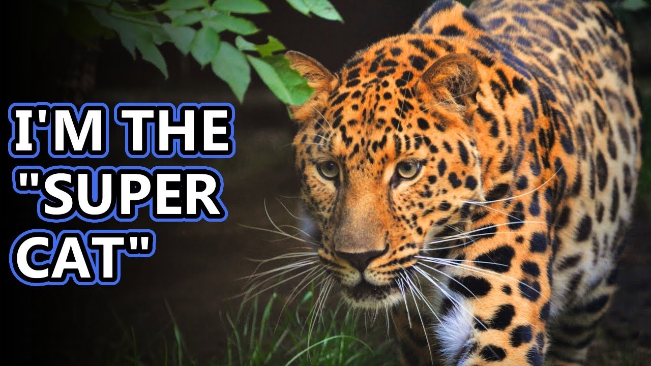 Leopard facts: the tree-dwelling big cats | Animal Fact Files - YouTube