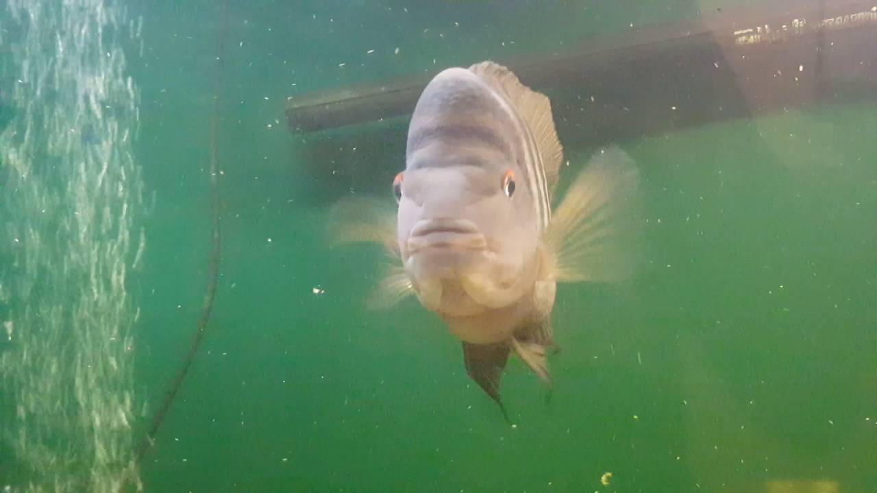 Barred midas 10 inchs - YouTube