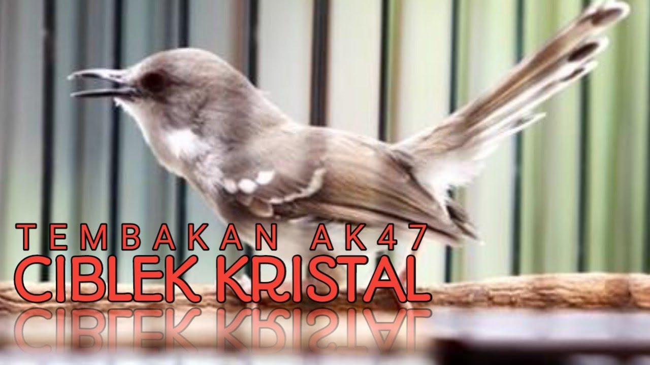 CIBLEK KRISTAL AK47 MASTERAN SADIES - YouTube
