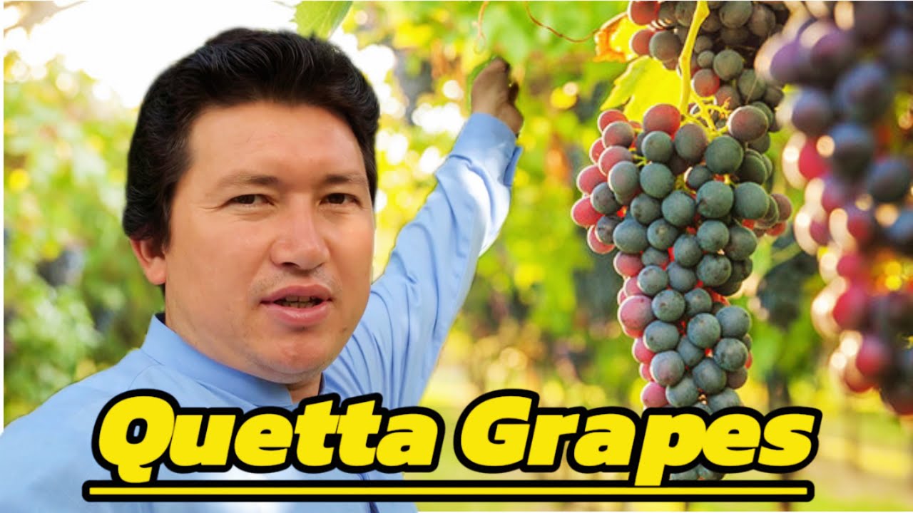 Quetta l Quetta fruits and Quetta Grapes - YouTube