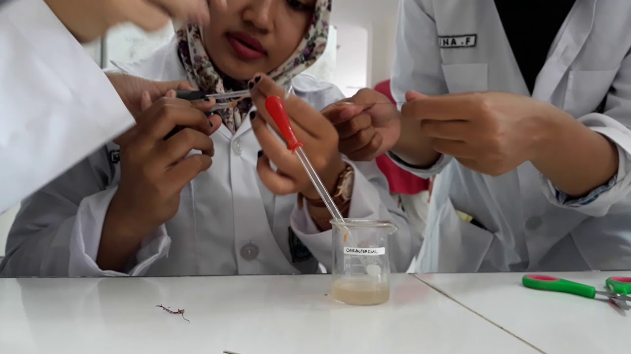 Absorpsi obat secara in vitro - YouTube