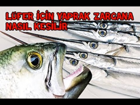 LÜFER AVI İÇİN YAPRAK ZARGANA NASIL KESİLİR(zargana kesimi ve bilmedikleriniz)