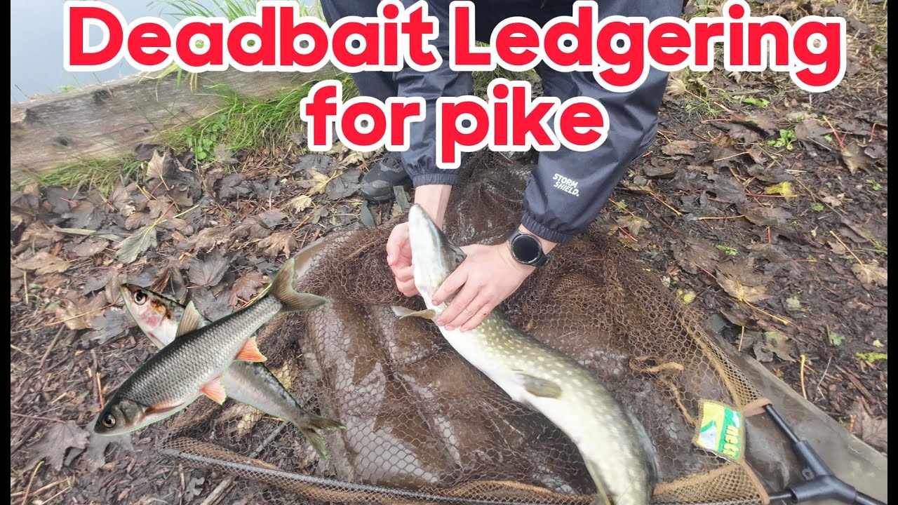 Deadbait ledgering for pike! oct 2023 - YouTube