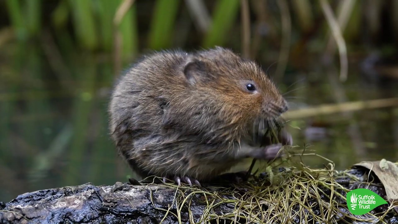 Join Suffolk Wildlife Trust and make a difference for nature right now ...