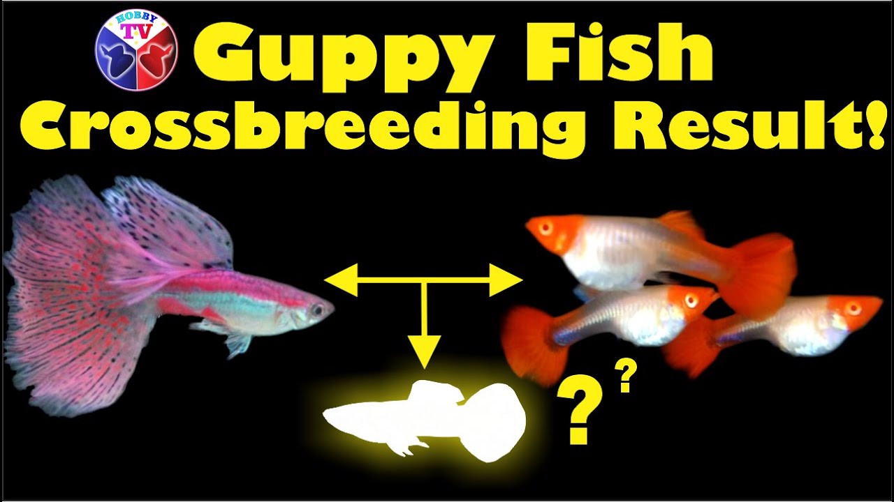 Guppy Fish Crossbreeding Result! | Cherry and Koi Crossbreeding - YouTube
