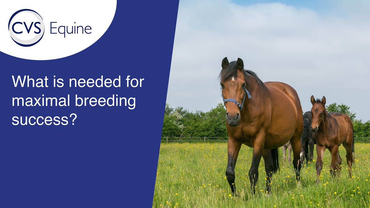 What is needed for Breeding Success? - YouTube