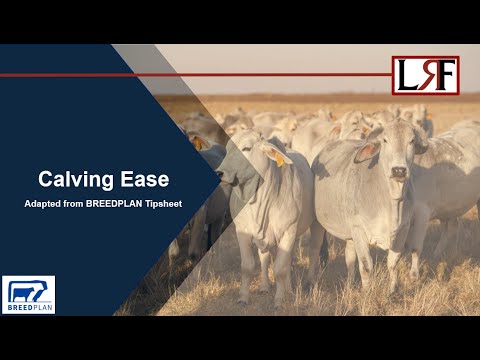 Calving Ease Tipsheet - YouTube