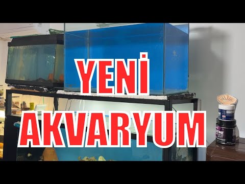 YENİ AKVARYUM KURDUM - yeni Lepistes akvaryumu 