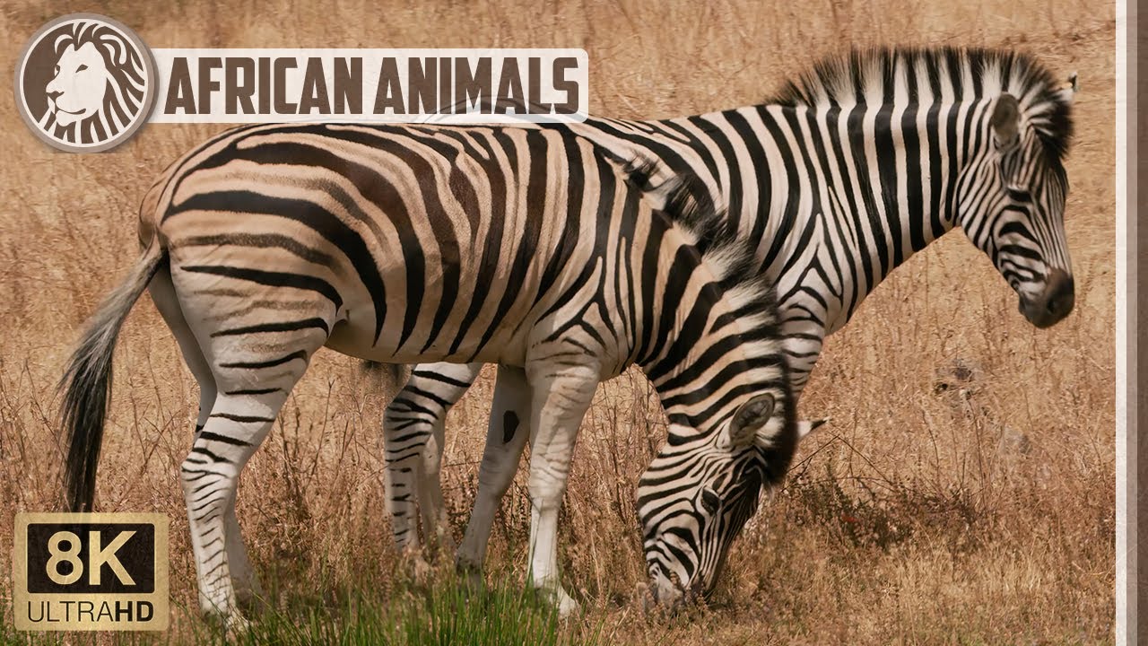 🦓 8K Demara Zebra by a pond in a wildlife park - YouTube