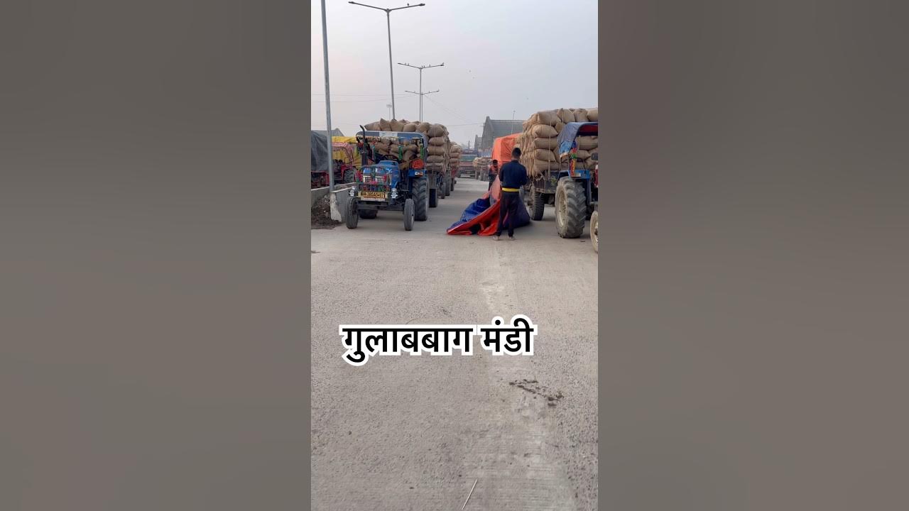 Gulab bagh mandi rate today : आज का मंडी (बाजार) भाव ||#mandibhav#mandi #mandibhavtoday #shorts# ...