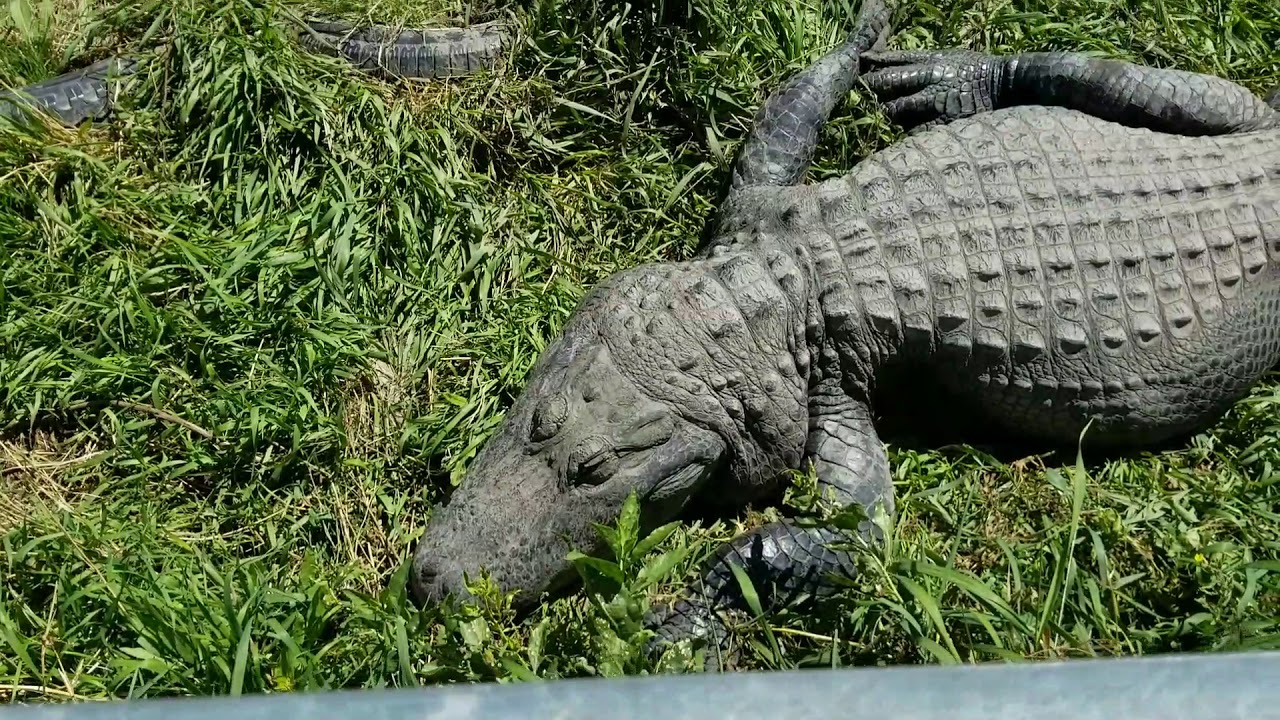 Alligator farm in Mosca, Colorado - YouTube