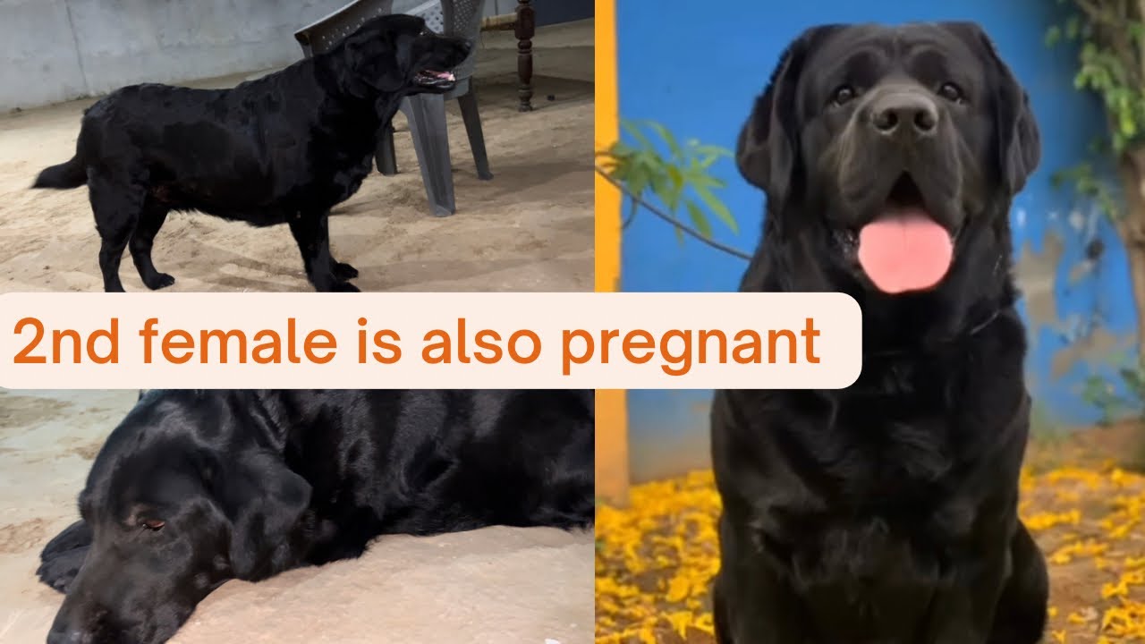 Our 2nd Labrador female is pregnant || chest workout || keshu vlogs ...