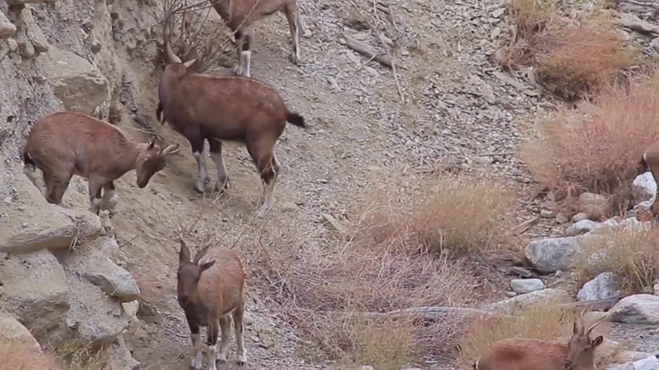Markhor Pakistan’s National Animal - YouTube