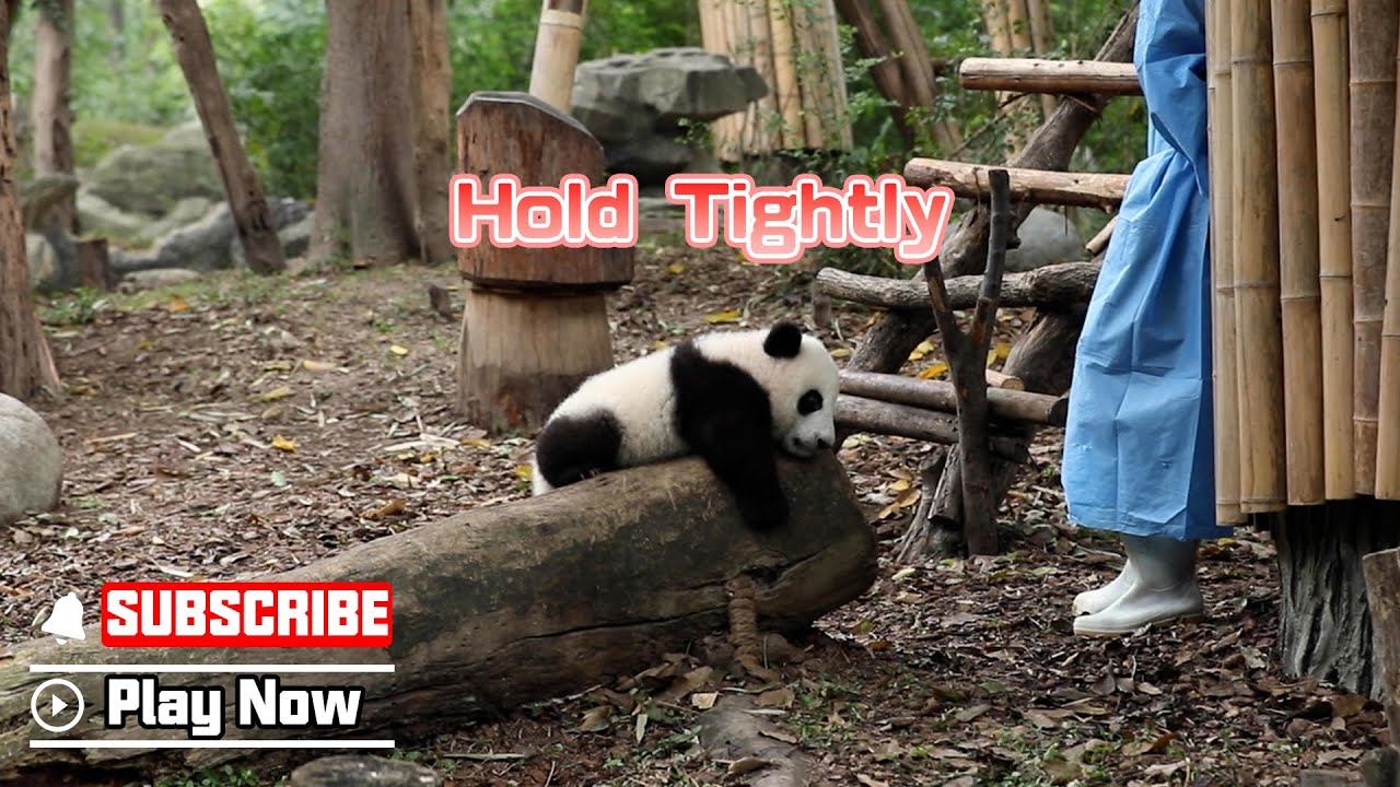 Adventurous Panda Cub Taking On A Climbing Challenge | iPanda - YouTube