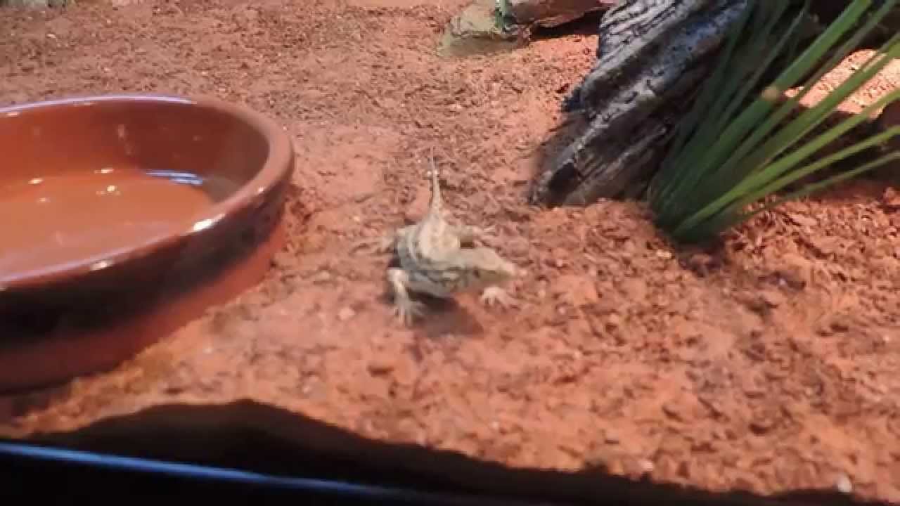 Steppe Runner Setup and Care - YouTube