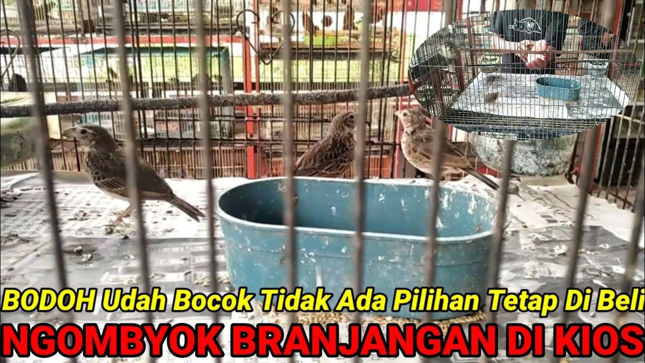 BRANJANGAN BOCOK KOK DI BELI.. 🤣😂 - YouTube