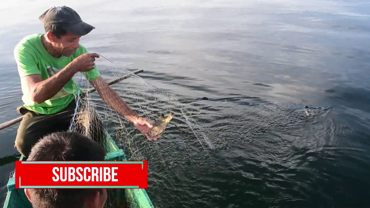 WILD TILAPIA FISHING USING FISH NET / EFFECTIVE WAY / LAKE MAINIT - YouTube