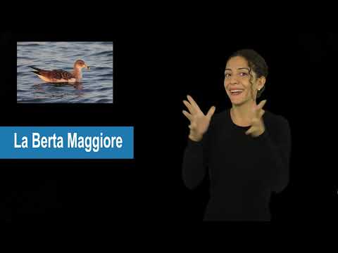 10 Berta maggiore