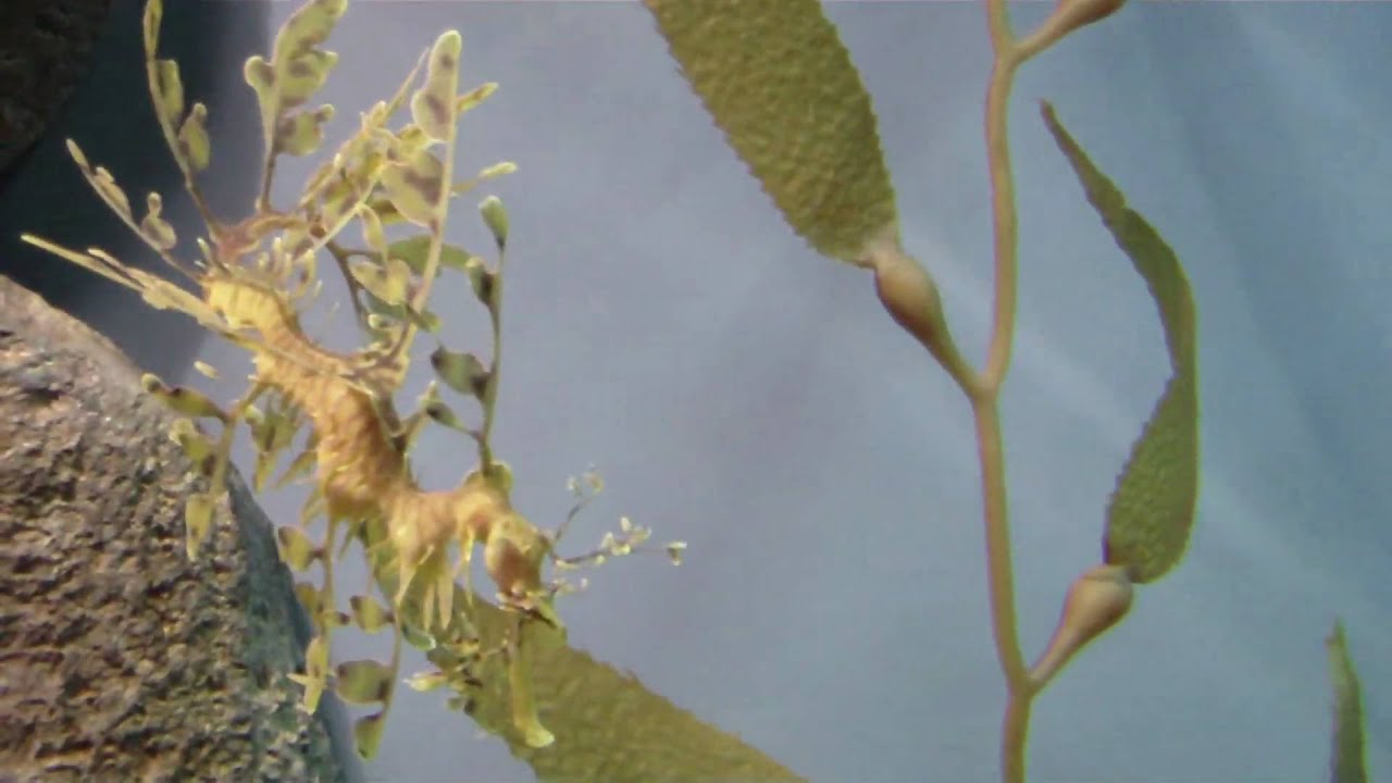 MAH00402.MP4, Leafy Sea Dragon, Monterey Bay Aquarium, Monterey ...