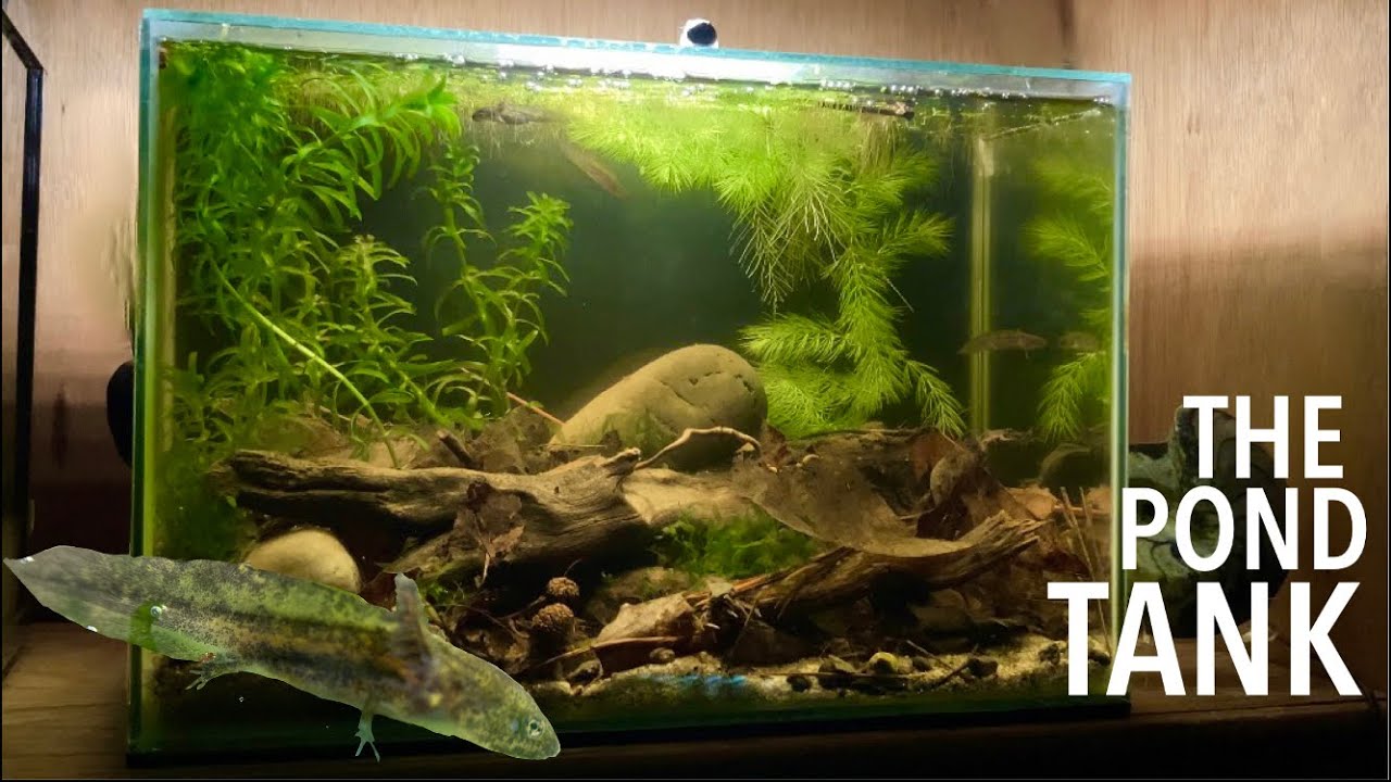 Micro Axolotl Natural Pond Aquascape - YouTube