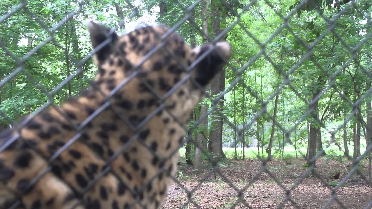 Cheetahs Purring - YouTube