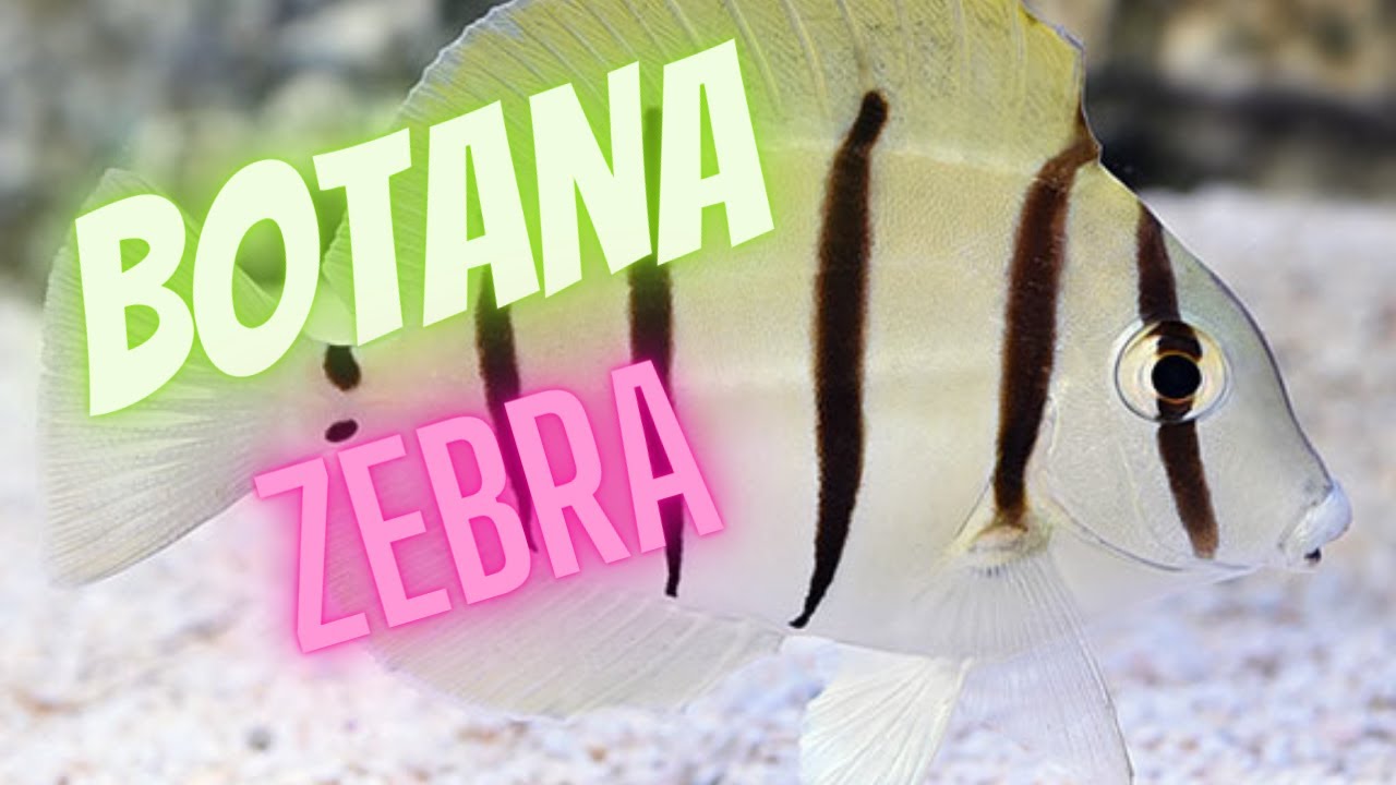 Convict Tang / Botana Zebra - IKAN AJAIB PEMBASMI SEGALA ALGAE ...