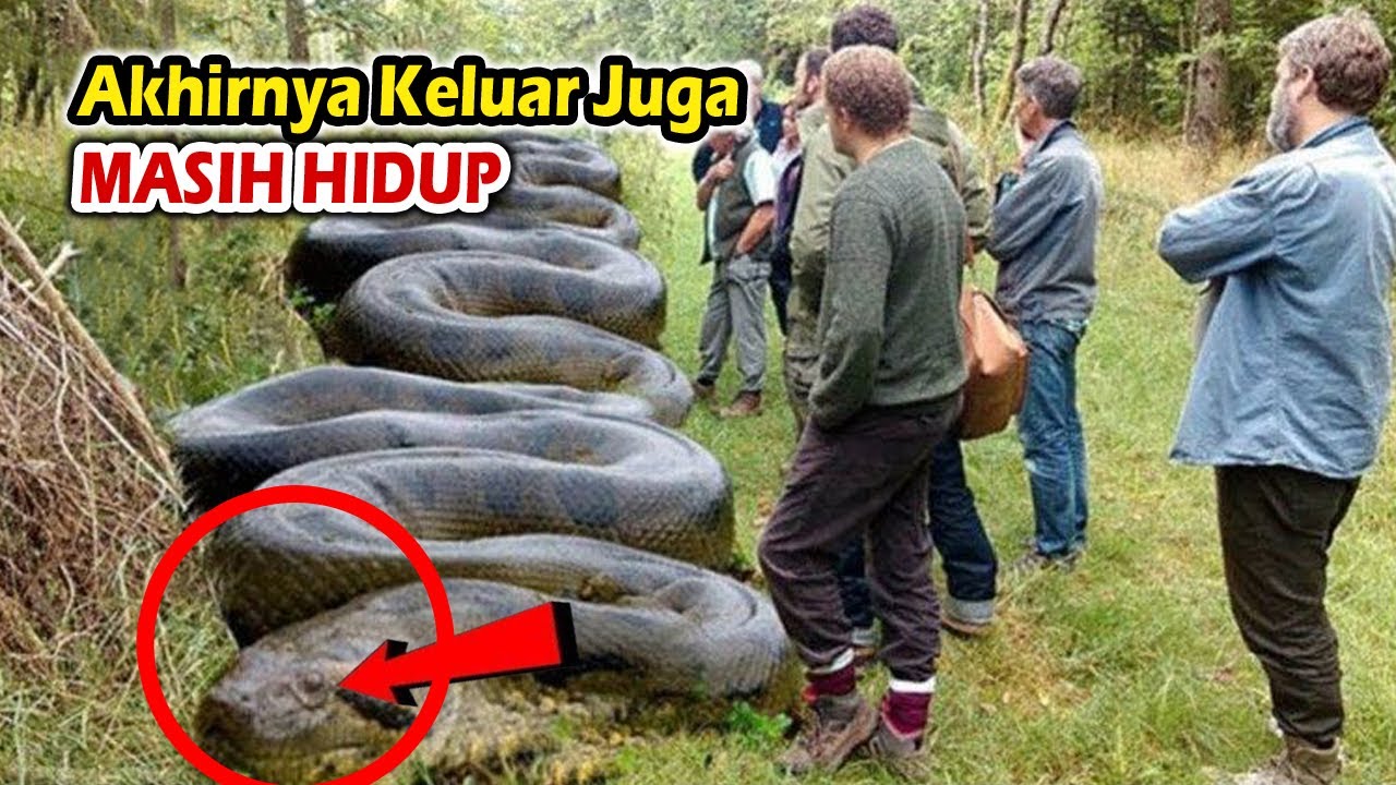Mengerikan! Raja Ular Raksasa Dari Hutan Kalimantan Bukan Mitos - YouTube