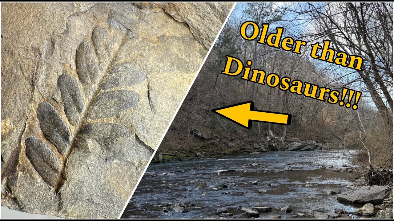 Discovering ANCIENT Plant Fossils in Alabama's Coal Swamps! - YouTube