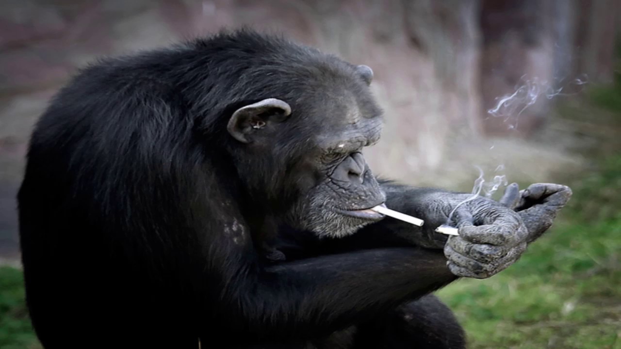 DM News :: Chimpanzé fuma um maço de cigarros por dia na Coreia do ...