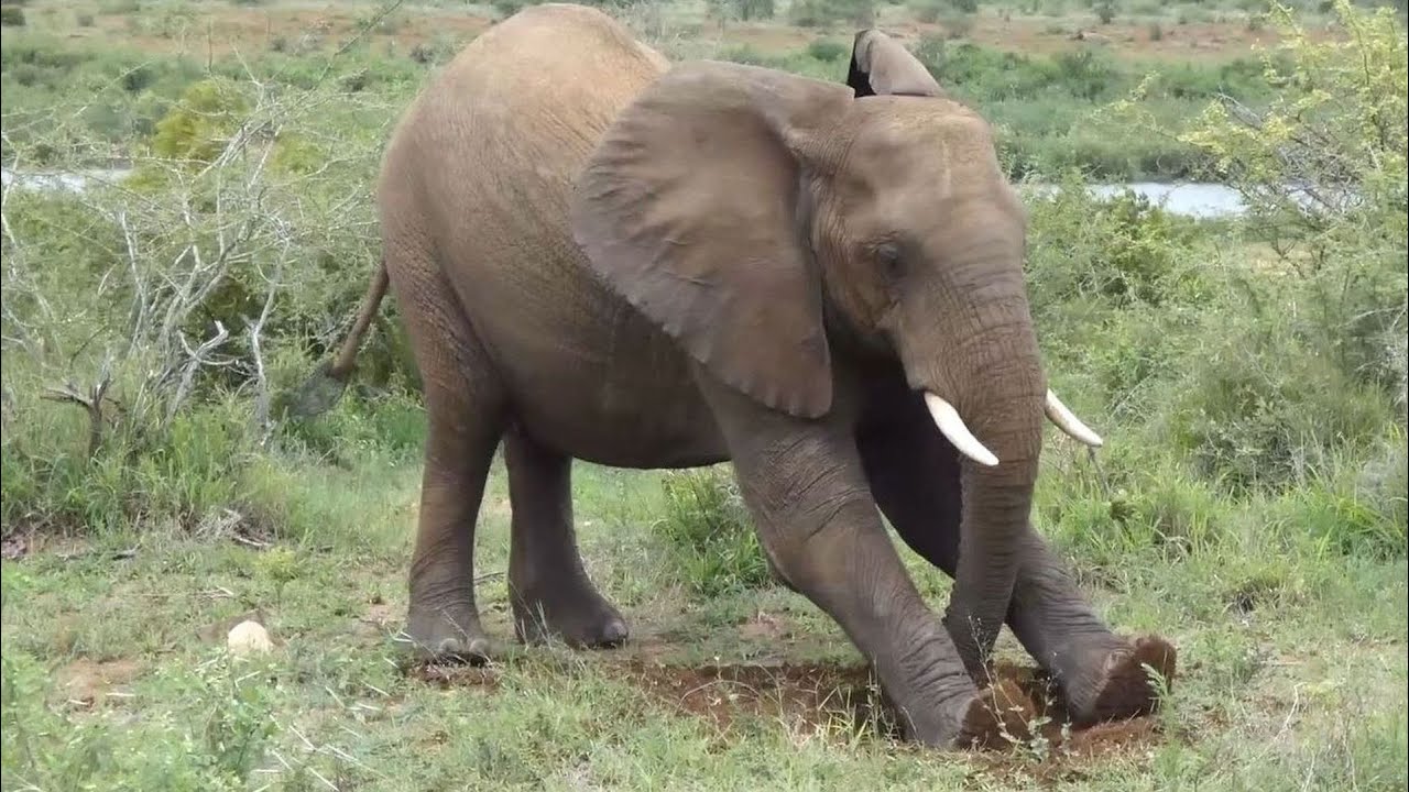 Elephant digging for Root to eat, Kruger NP - YouTube