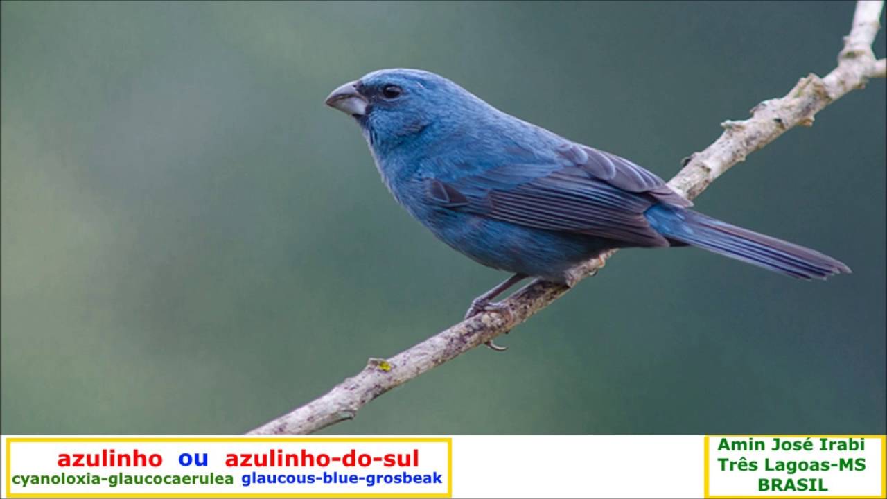 azulinho ou azulinho do sul : AVES EXÓTICAS DO BRASIL #dicas de aves ...