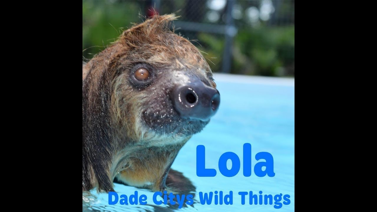 Amazing Sloth that swims - YouTube