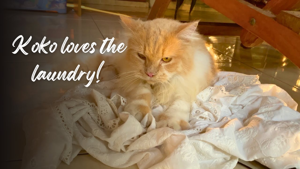 Cat Finding Bliss in Laundry Kneading! - YouTube