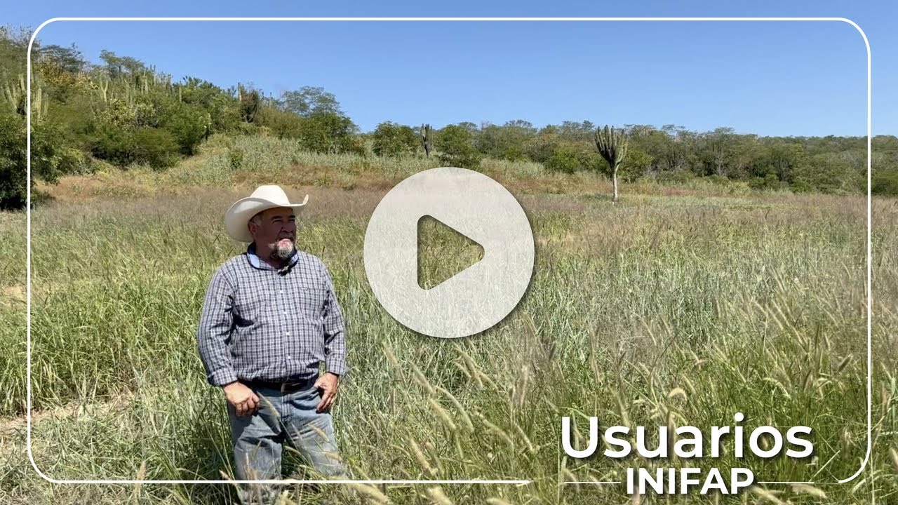 Pastos para la alimentación de ganado - YouTube