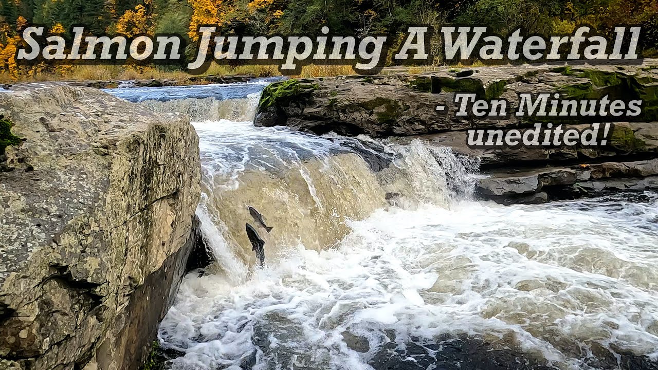 Salmon Jumping Over Waterfall Salmon Leaping Up A Waterfall In Alaska