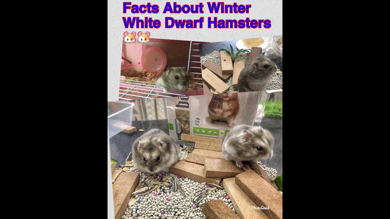 Facts About Winter White Dwarf Hamster - YouTube