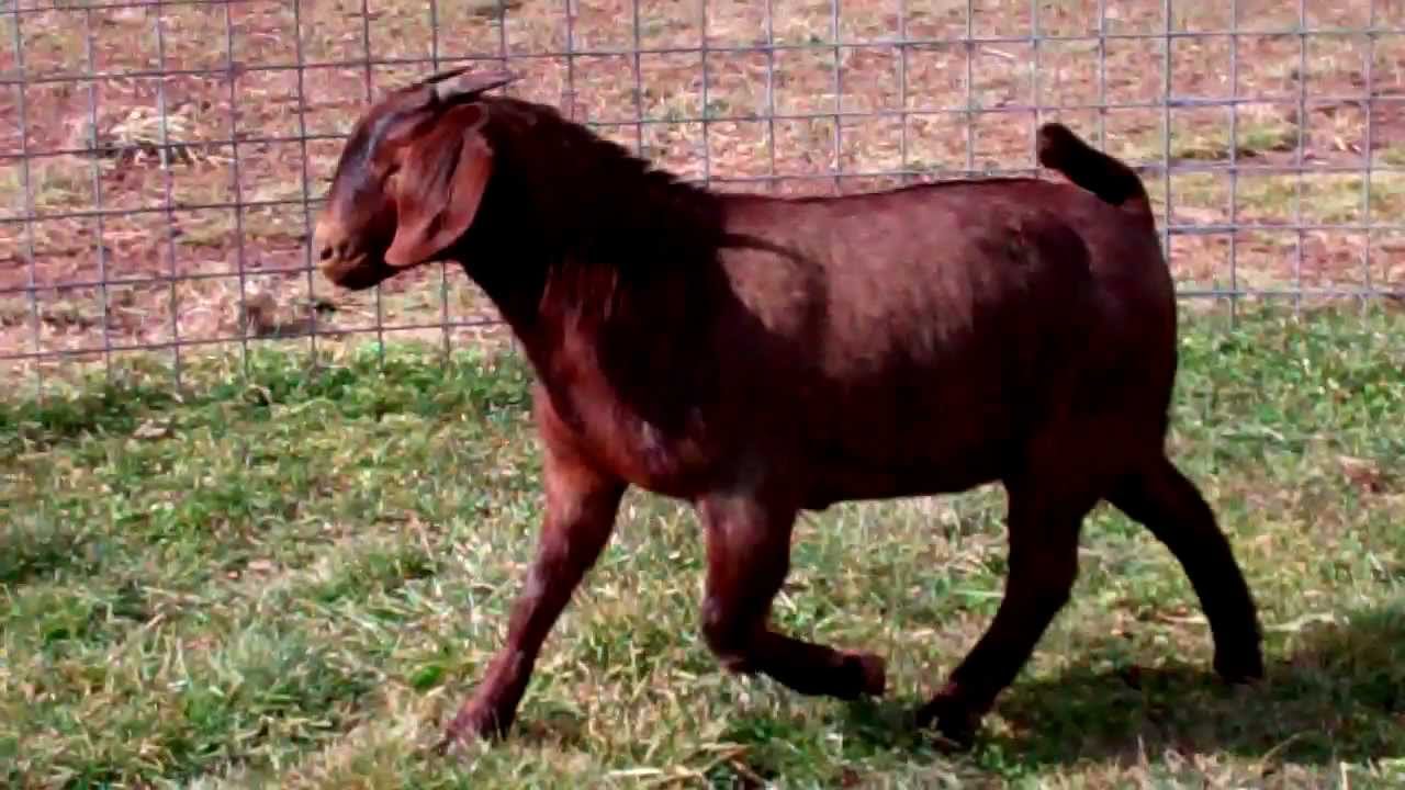 MAX Boer Goats IMA-RED RIP ~ SHOW DOE ~ FOR SALE - YouTube