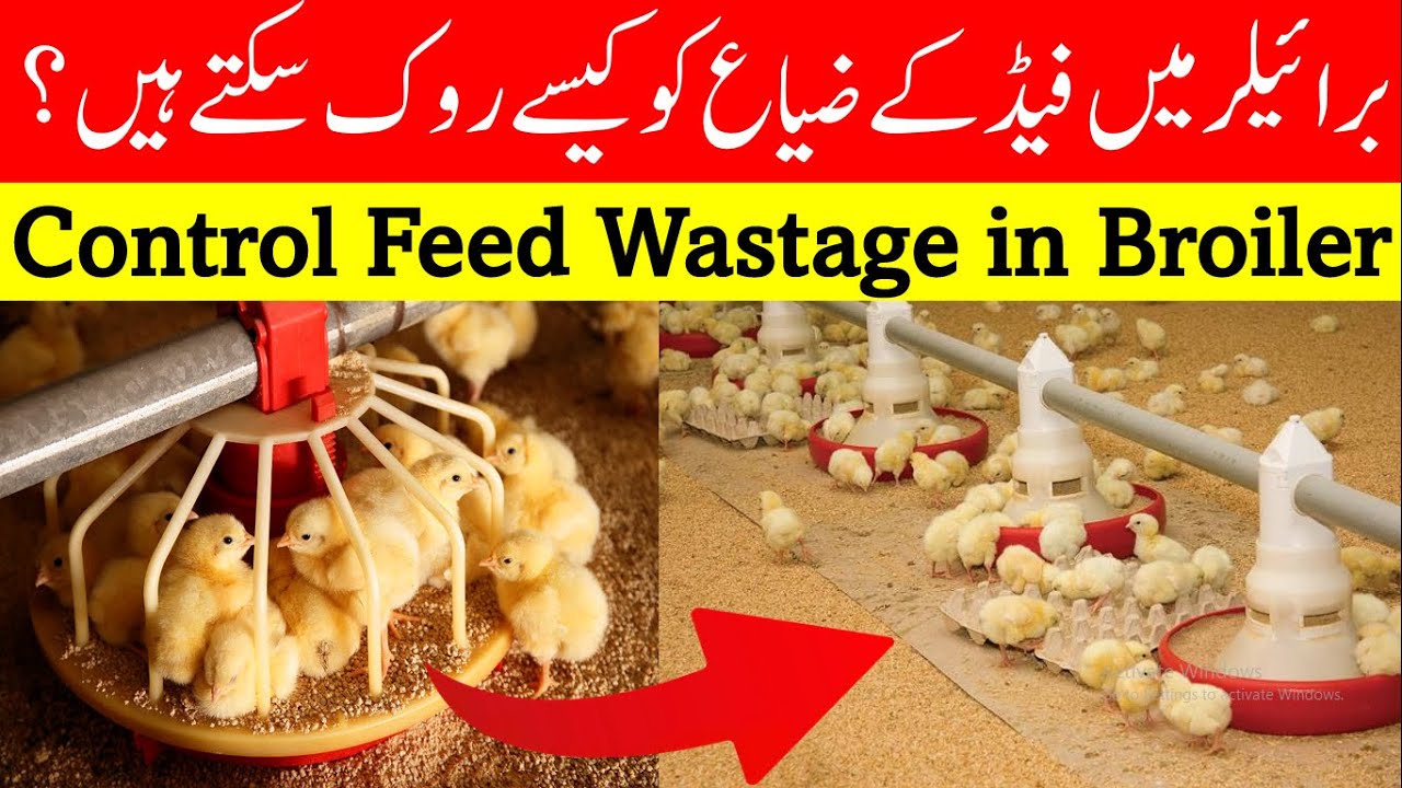 How to save feed in Broilers and Control Feed Wastage | How to reduce feed cost in Poultry - YouTube