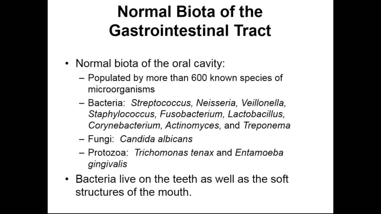 Micro Ch 20 Structures and Normal Biota of GI Tract - YouTube