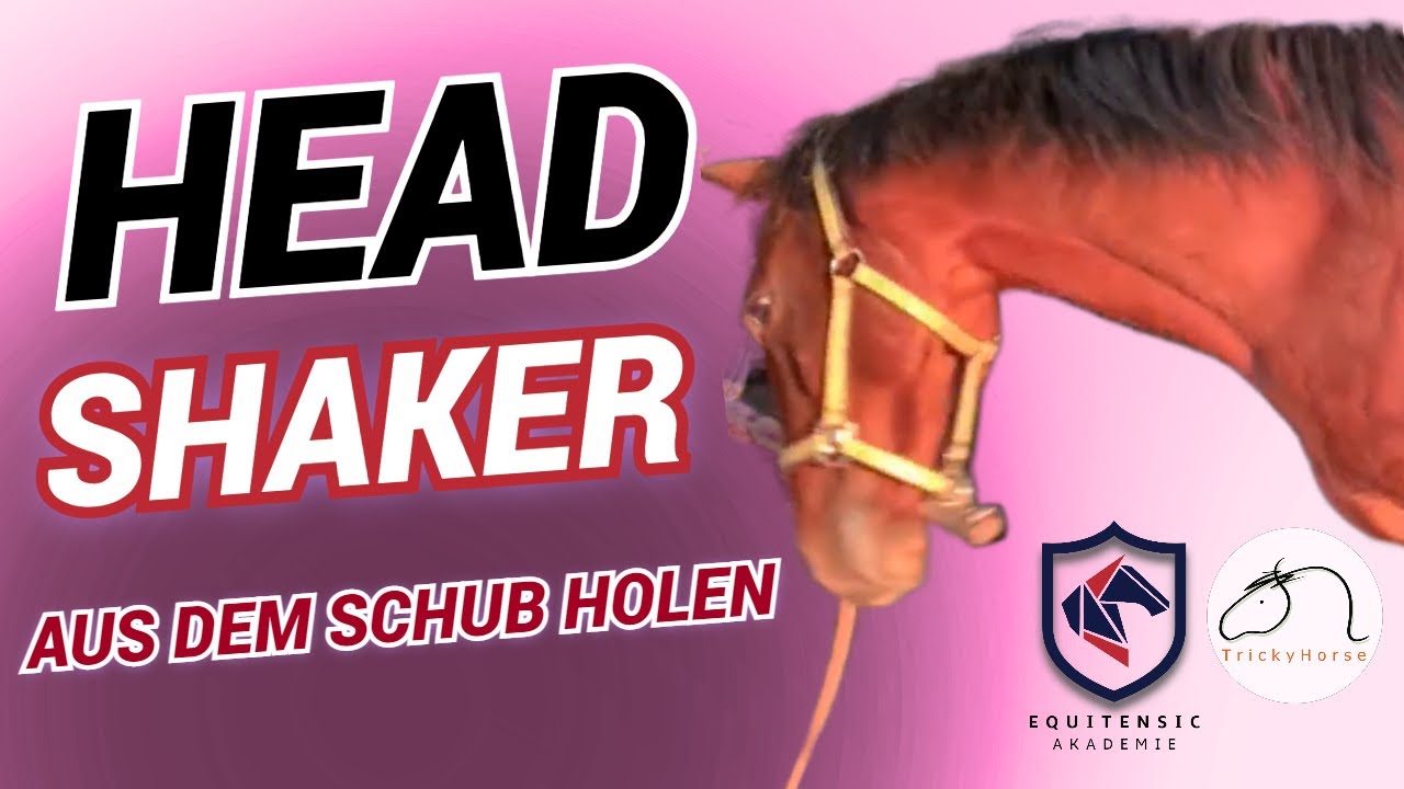 Headshaker aus dem Schub holen - TrickyHorse Training - YouTube