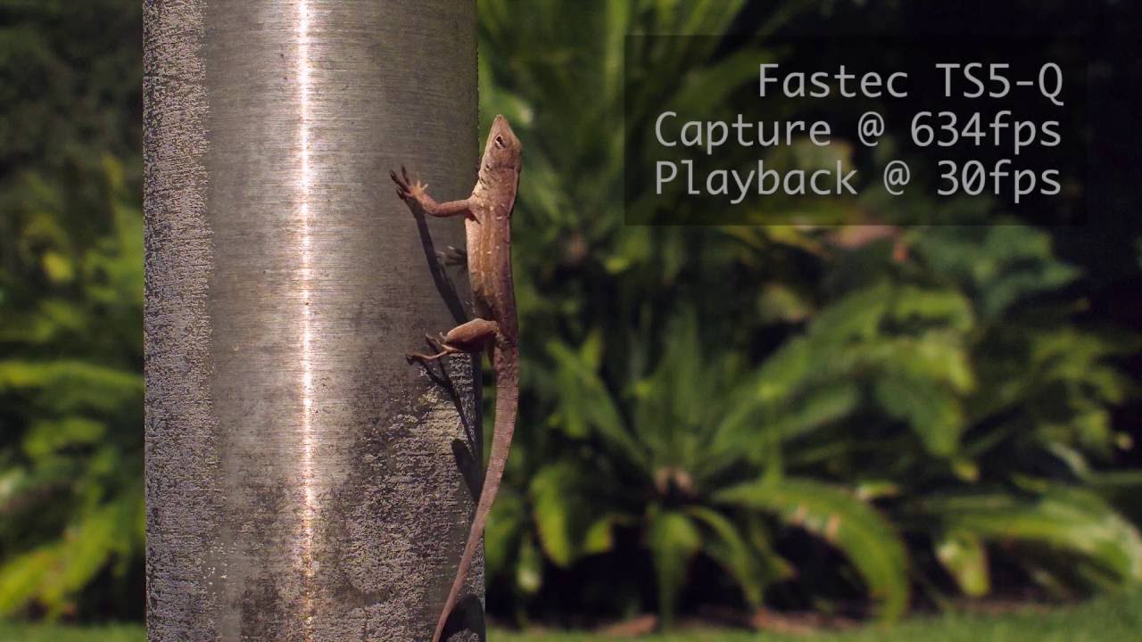 Lizard in Slow Motion from Day's Edge Productions - YouTube