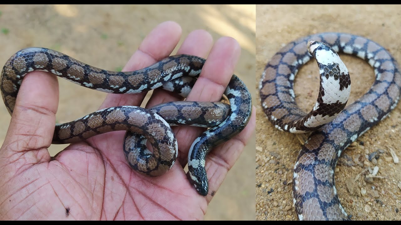 Sri Lankan pipe snake - Snakes Guardian #SnakesGuardian #Snakes - YouTube
