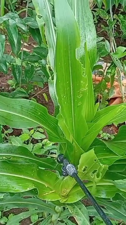 how to spray Agricultural insecticide that will eradicate caterpillars ...