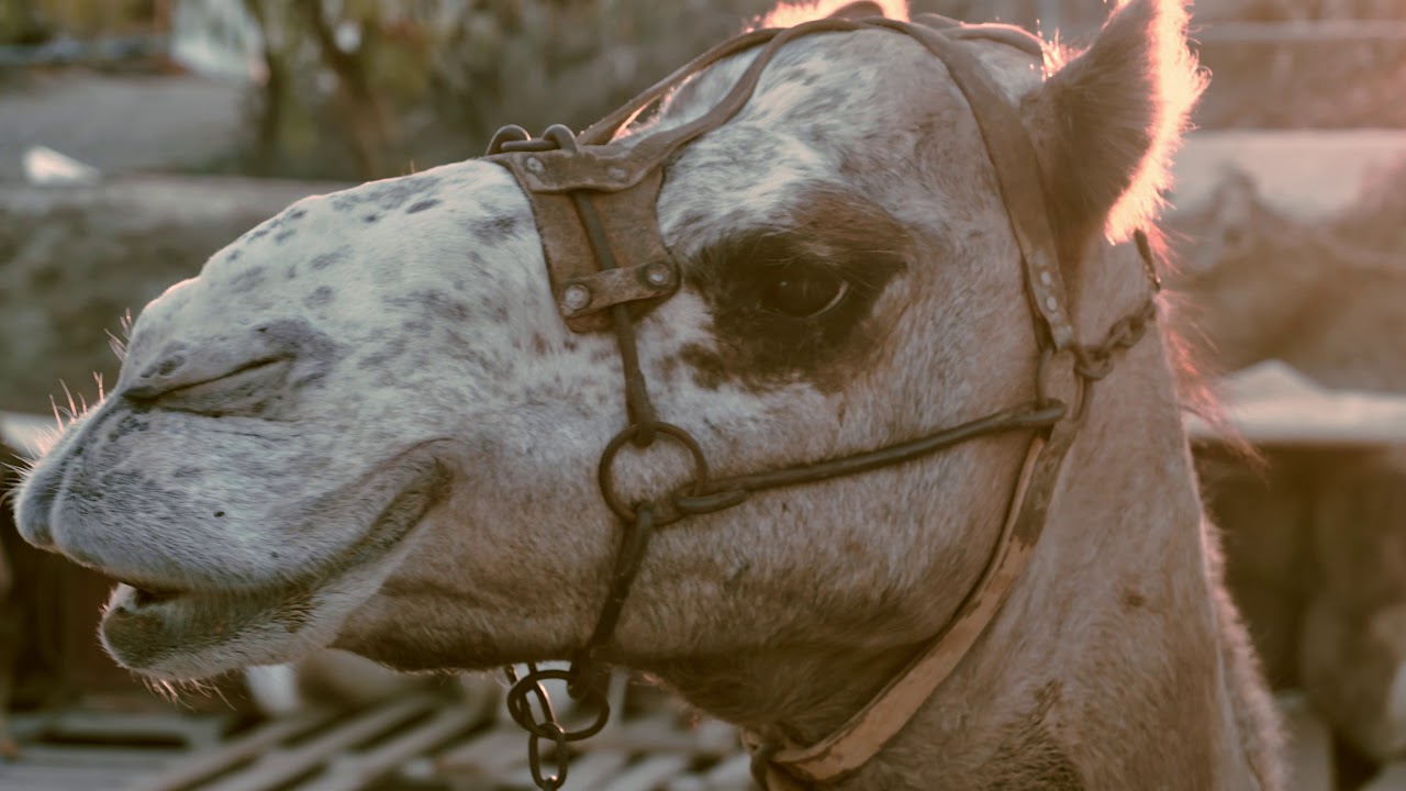 Camel Look - Cinematic 4K Footage (Almería, España) - YouTube