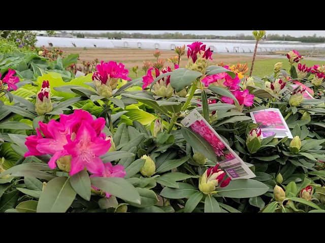 Príncipe Yaku Del Rododendro