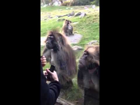 Baboon Attack! - YouTube