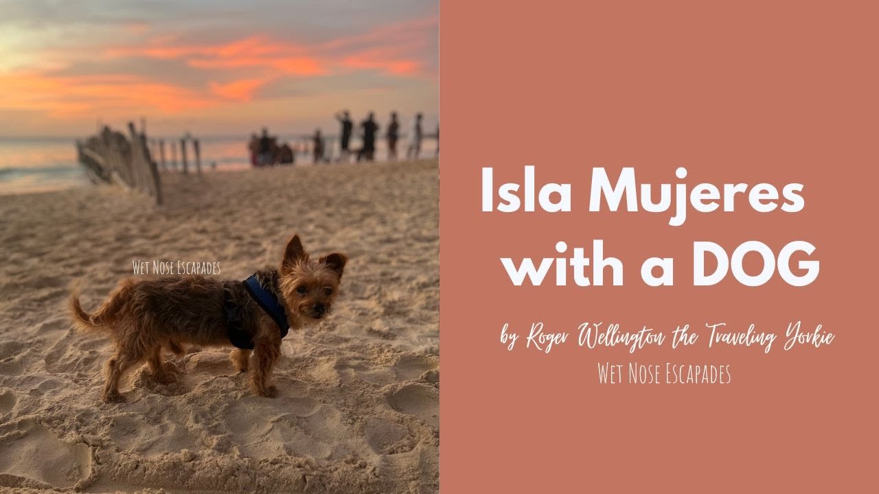 Isla Mujeres with a DOG #islamujeres #islamujereswithdog # ...