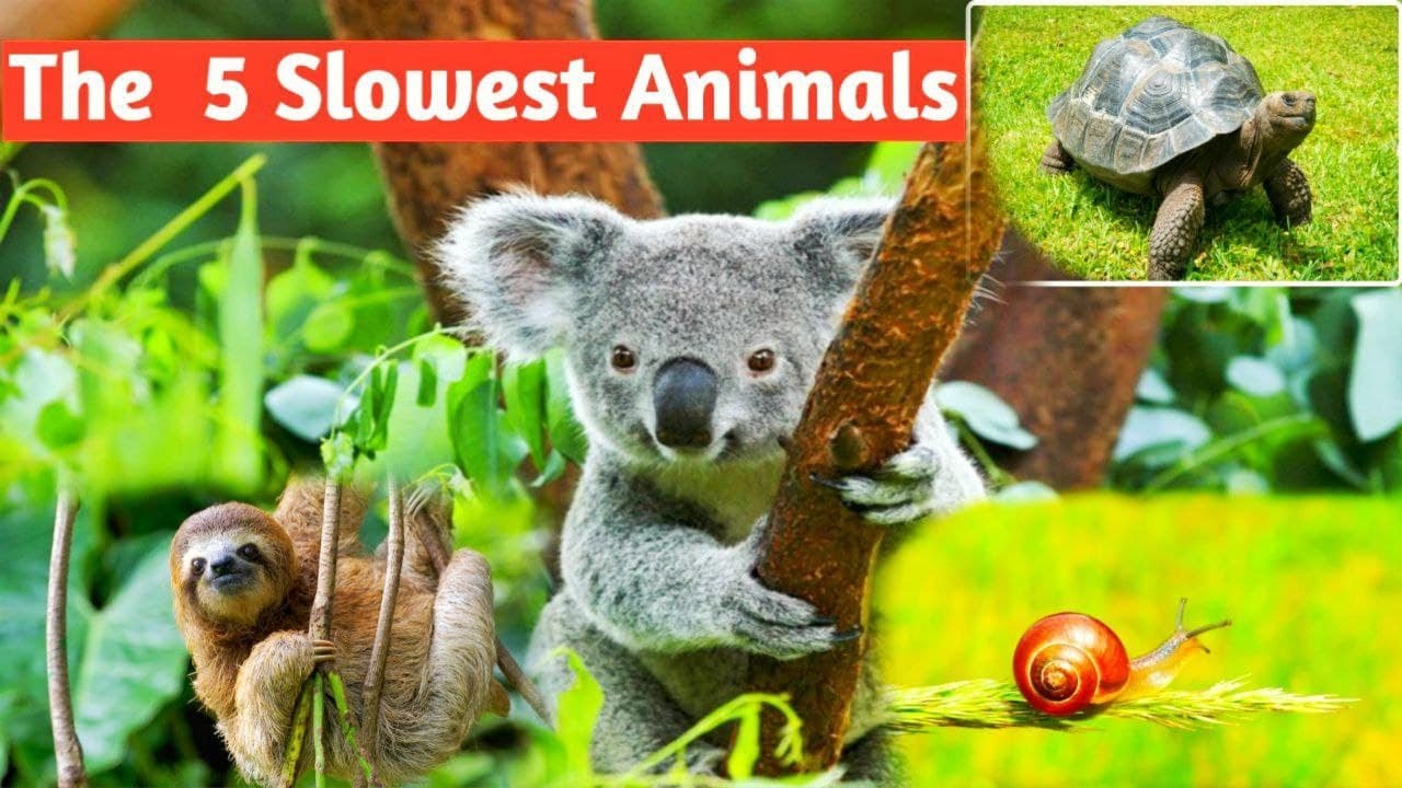 Top 5 Slowest Animals In The World | slowest animals in the world list ...