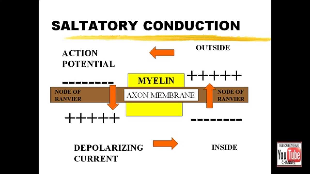 The Origin Of Bioelectricity and How Nerves Work - YouTube